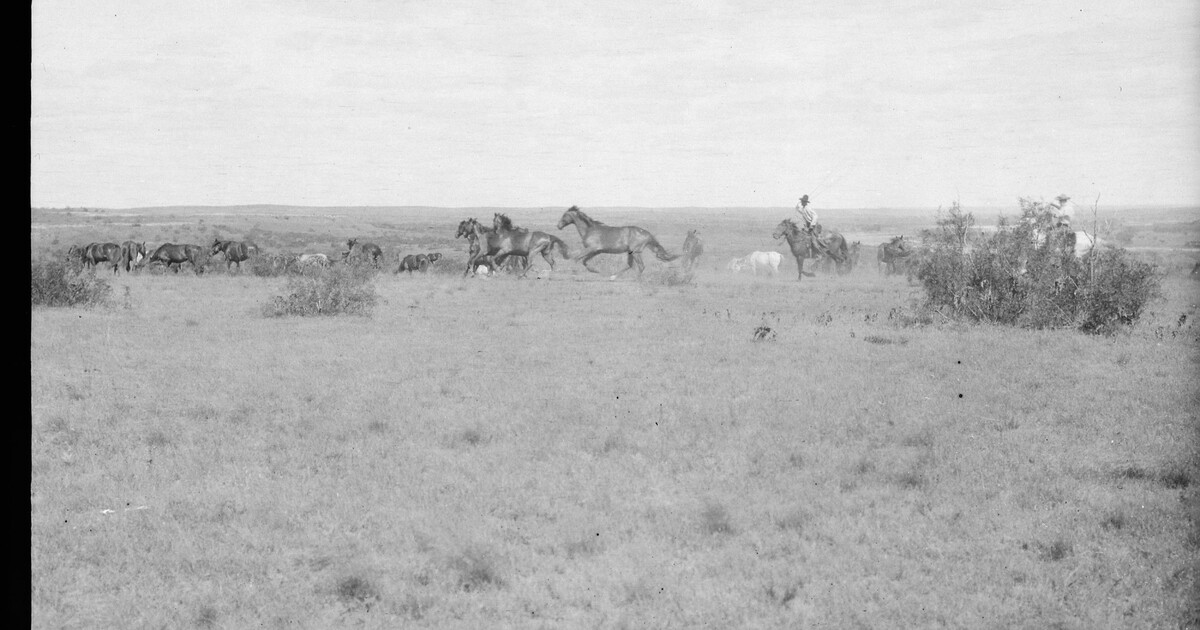 SMS Ranch Remuda. SMS Ranch, Texas? (Spur Ranch). | Amon Carter Museum ...