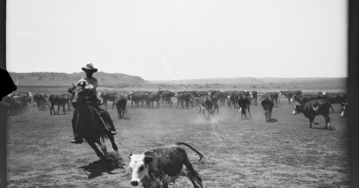 Cowboy [possibly Elmer Sager] working the herd and cutting out a steer ...