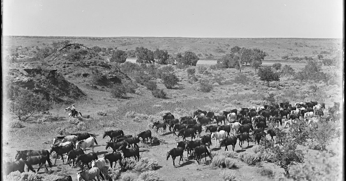 Remuda (band of riding horses) of the John Adair outfit moving down the ...