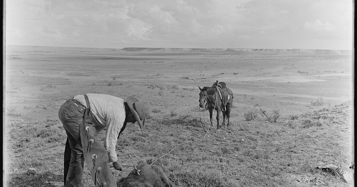 A Cross-B cowboy [Frank Smith] branding a maverick in the open range ...