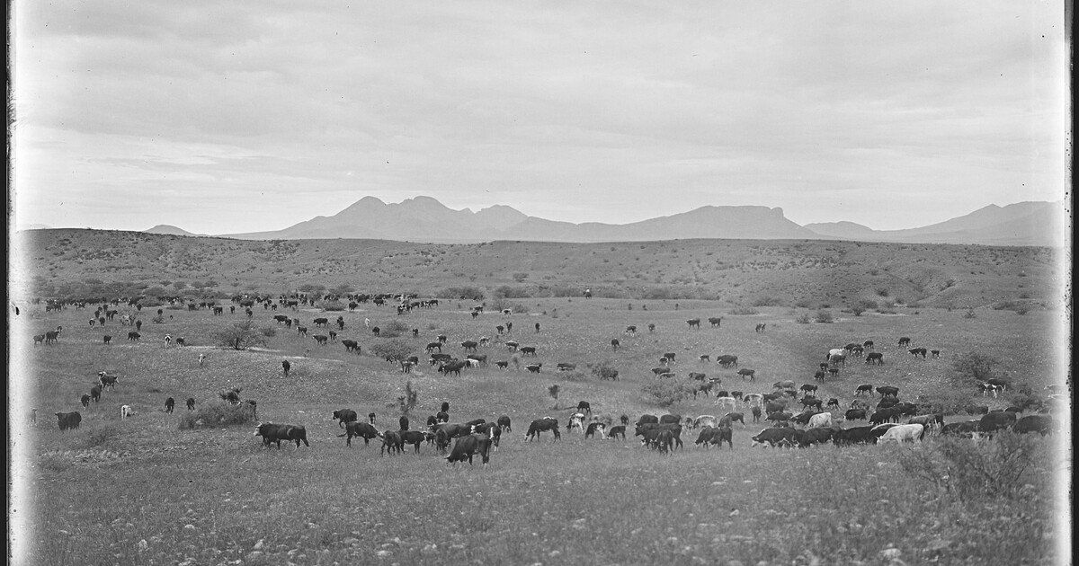Cattle of the OR Ranch grazing with the Huachuca Mountains in the ...