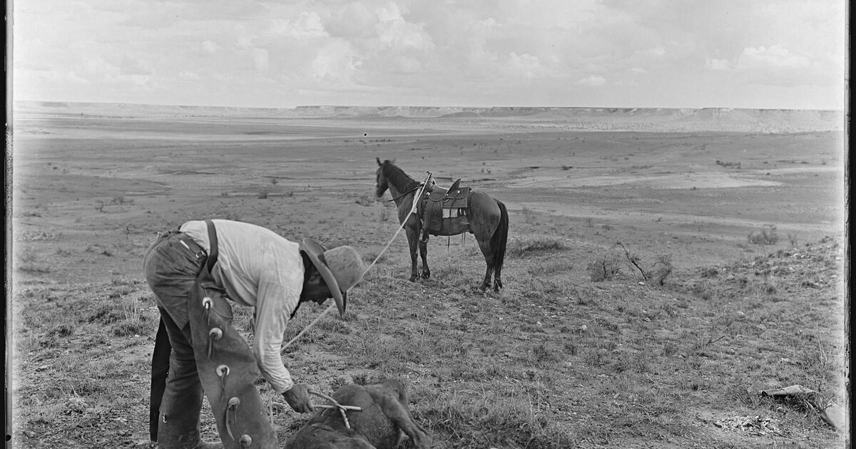 A Cross-B cowboy [Frank Smith] branding a maverick in the open range ...