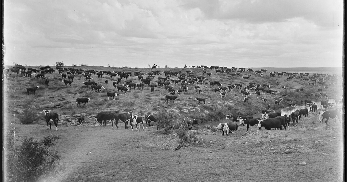 A general rounding up of the cattle of the old Spur Ranch holdings at ...