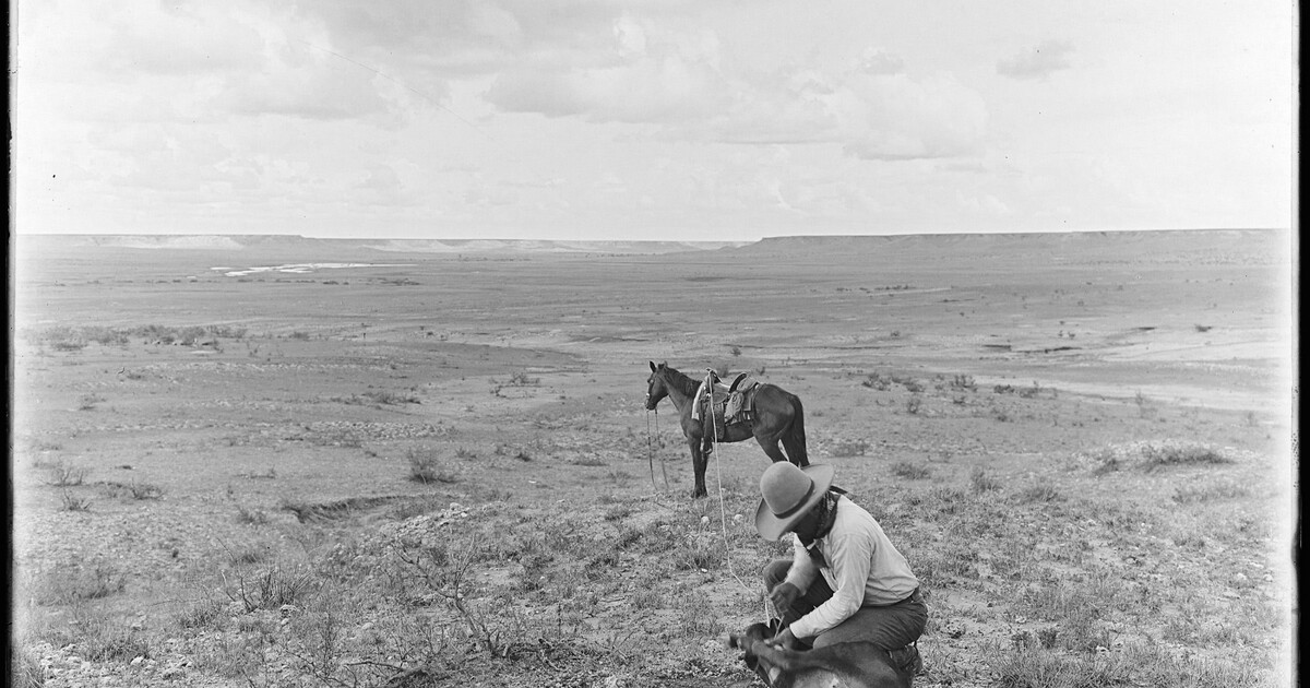 A cowboy [Frank Smith] branding a calf in the open country on the Cross ...