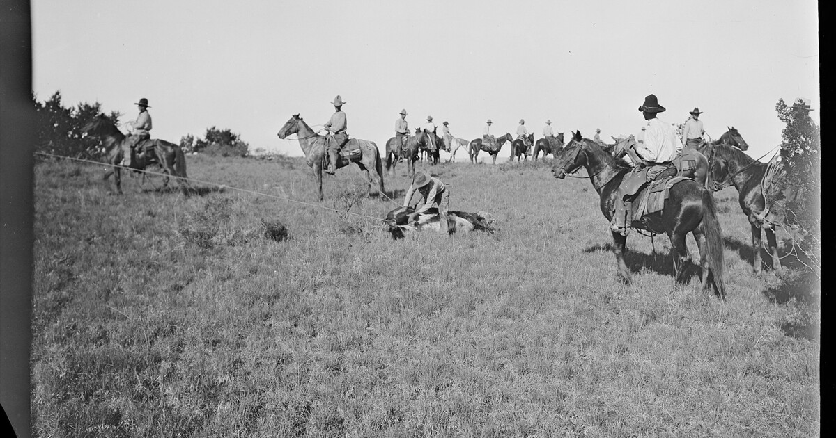 Some Shoe Bar cowhands roping a cow for brand inspection. Shoe Bar ...