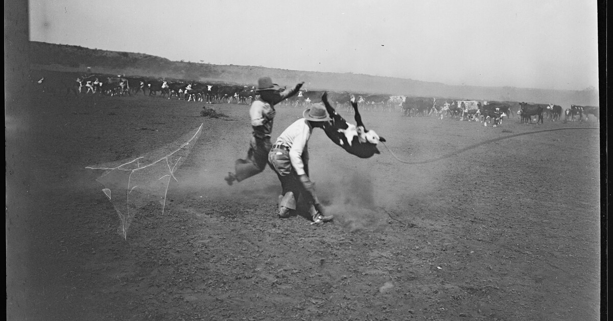Flanking a Calf at Branding Time. Two Cowpunchers are Ready to Hold it ...