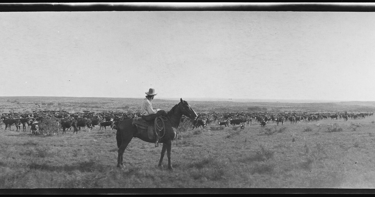 Day herder holding a cut of cattle in the upper panhandle plains ...