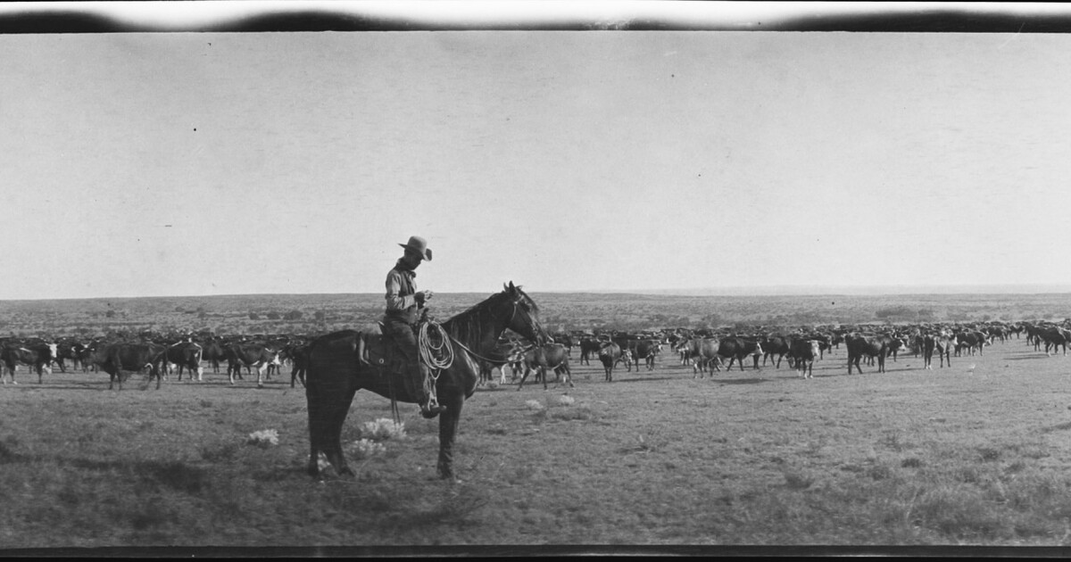 LS day herder [Pete Coppinger] holding a cut of cattle in the upper ...