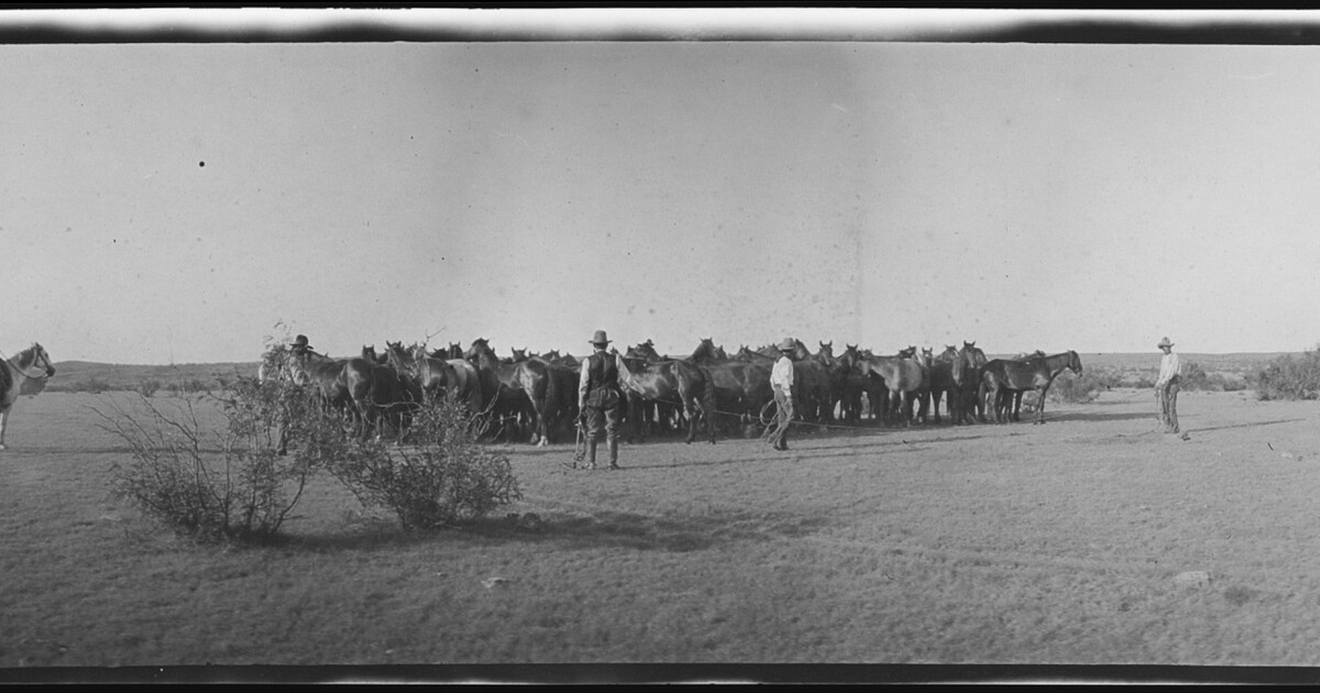 Starting the day roping mounts from the remuda. LS Ranch, Texas. | Amon ...