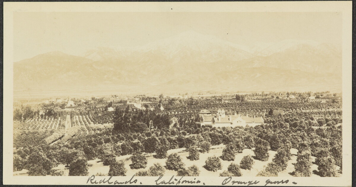 Redlands. California. Orange Groves. | Amon Carter Museum of American Art