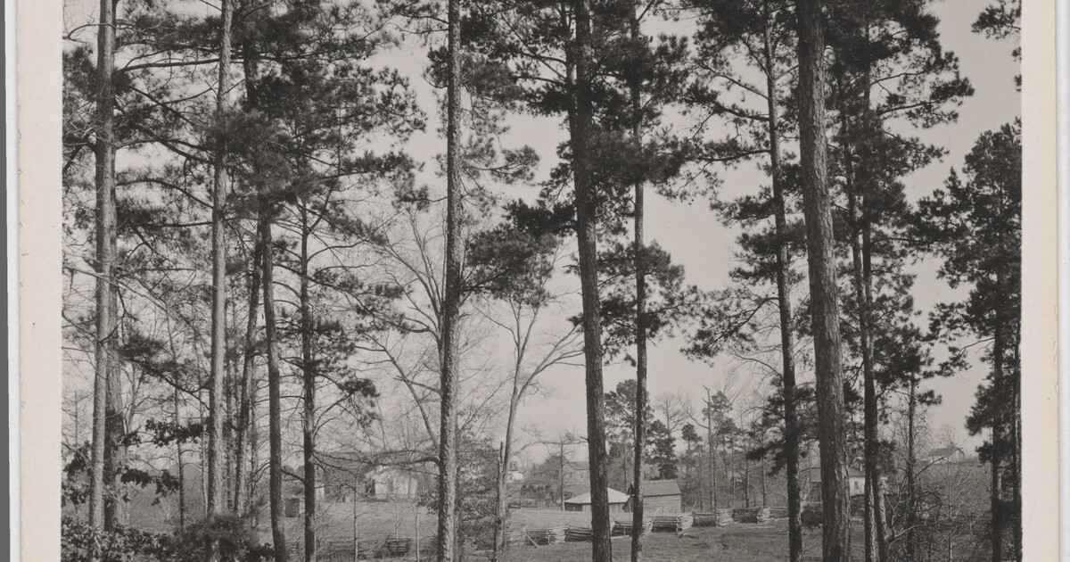 [Landscape with pine trees, Tatum, Texas] | Amon Carter Museum of ...