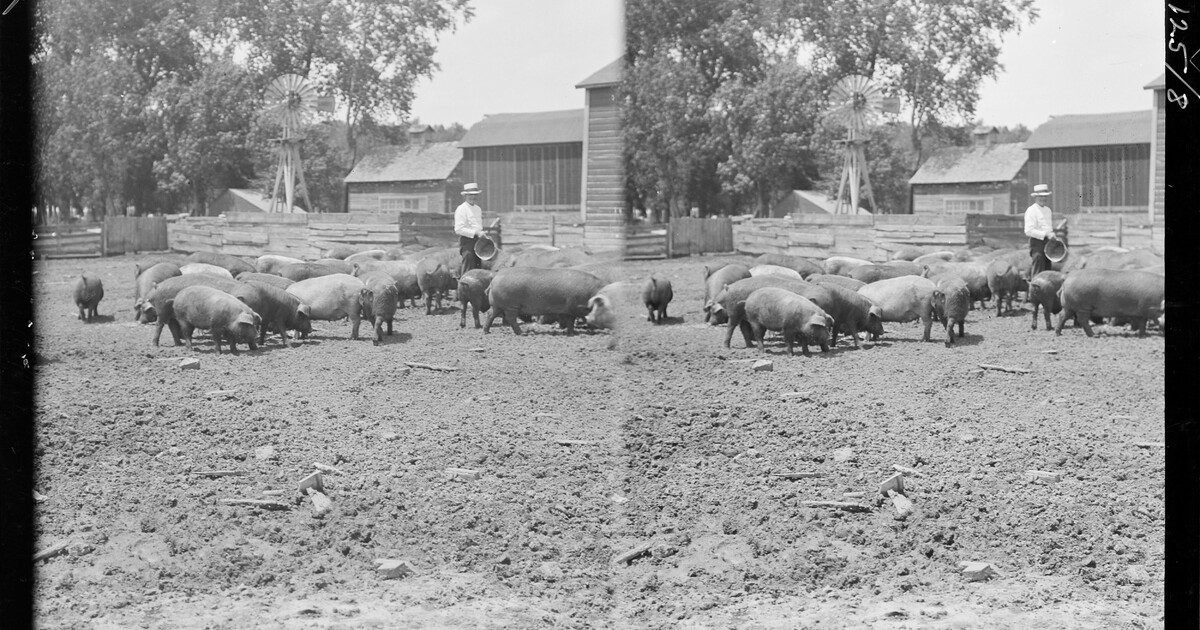 [Farmer feeding pigs] | Amon Carter Museum of American Art