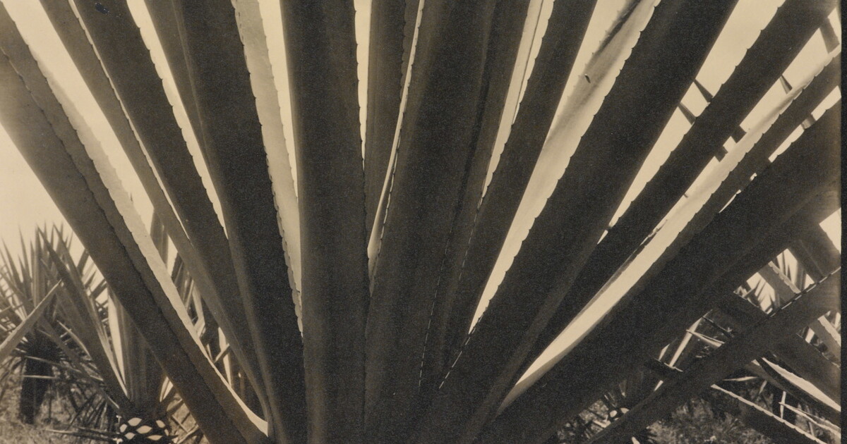 The Henequen Plant (Sisal) | Amon Carter Museum of American Art