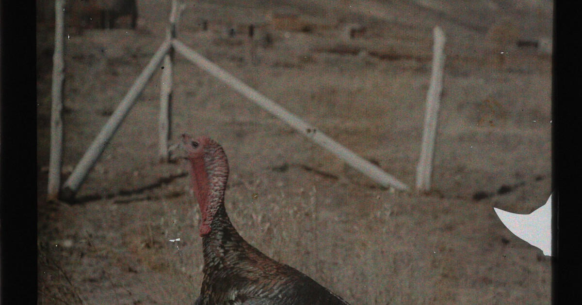 [Figure 4 Ranch] | Amon Carter Museum of American Art