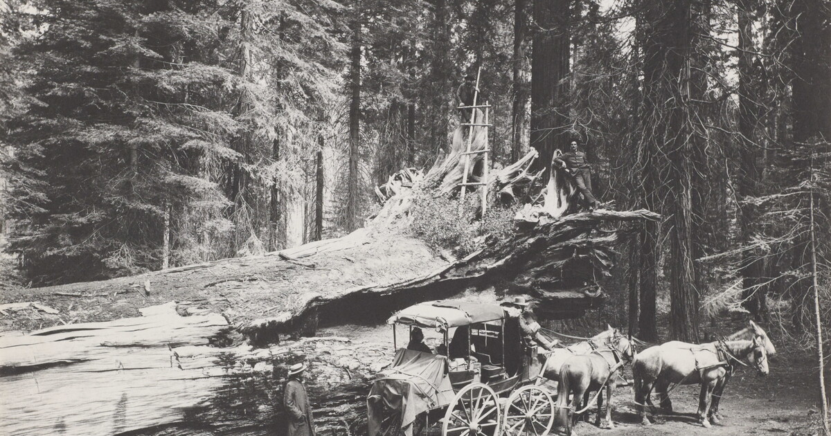 Yosemite Stage by the Fallen Monarch. Mariposa Grove | Amon Carter ...