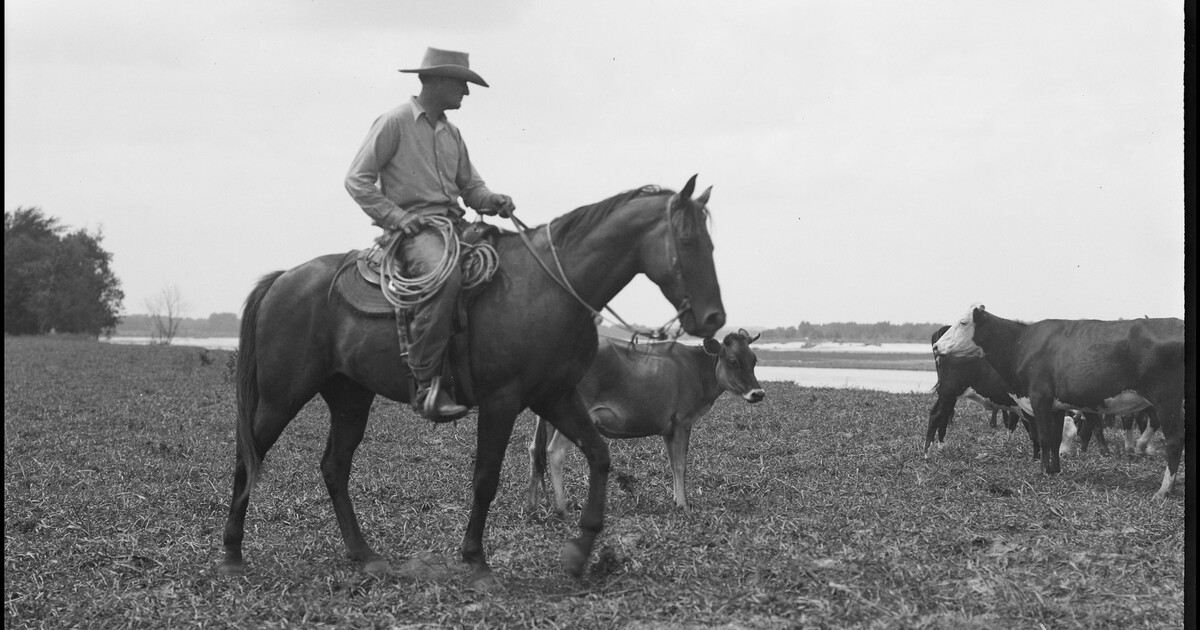 [Wayman Johnson herding cattle] | Amon Carter Museum of American Art