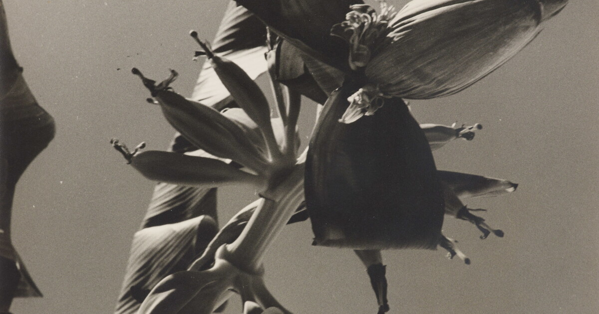 [Banana plant] | Amon Carter Museum of American Art