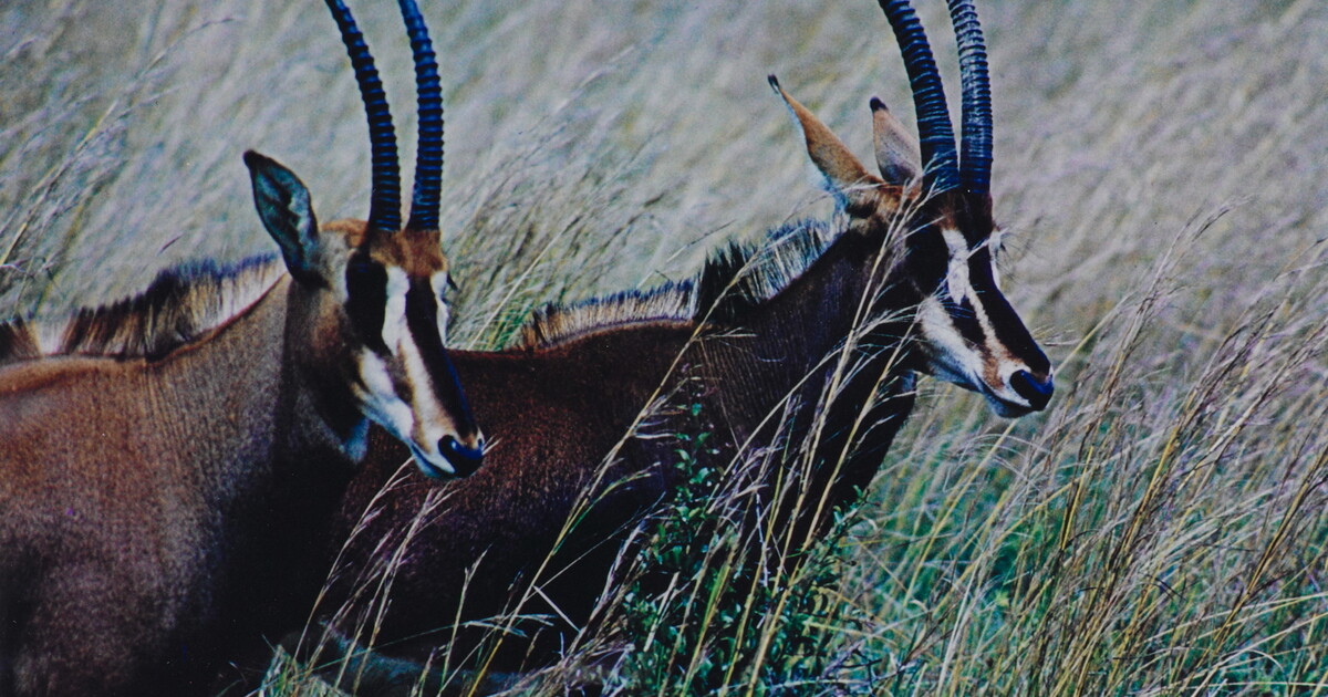 Sable Antelope, Shimba Hills, Kenya, October 22, 1970 | Amon Carter ...