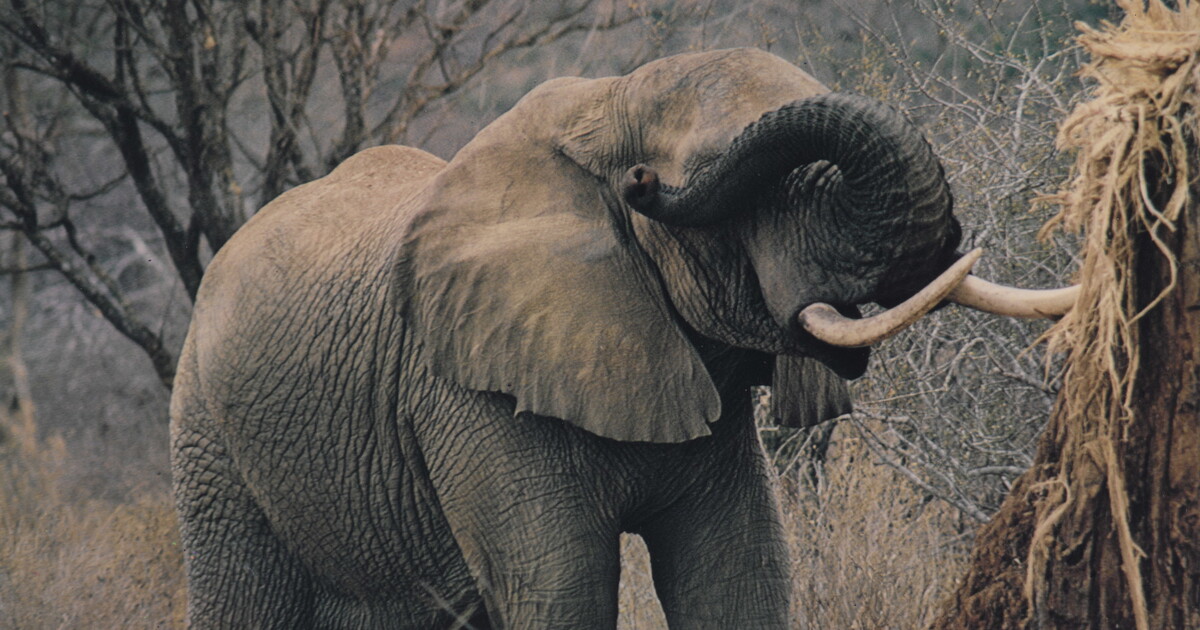 Elephant Destroying Baobab Tree, Tsavo East, Kenya, Africa, 1970 | Amon ...
