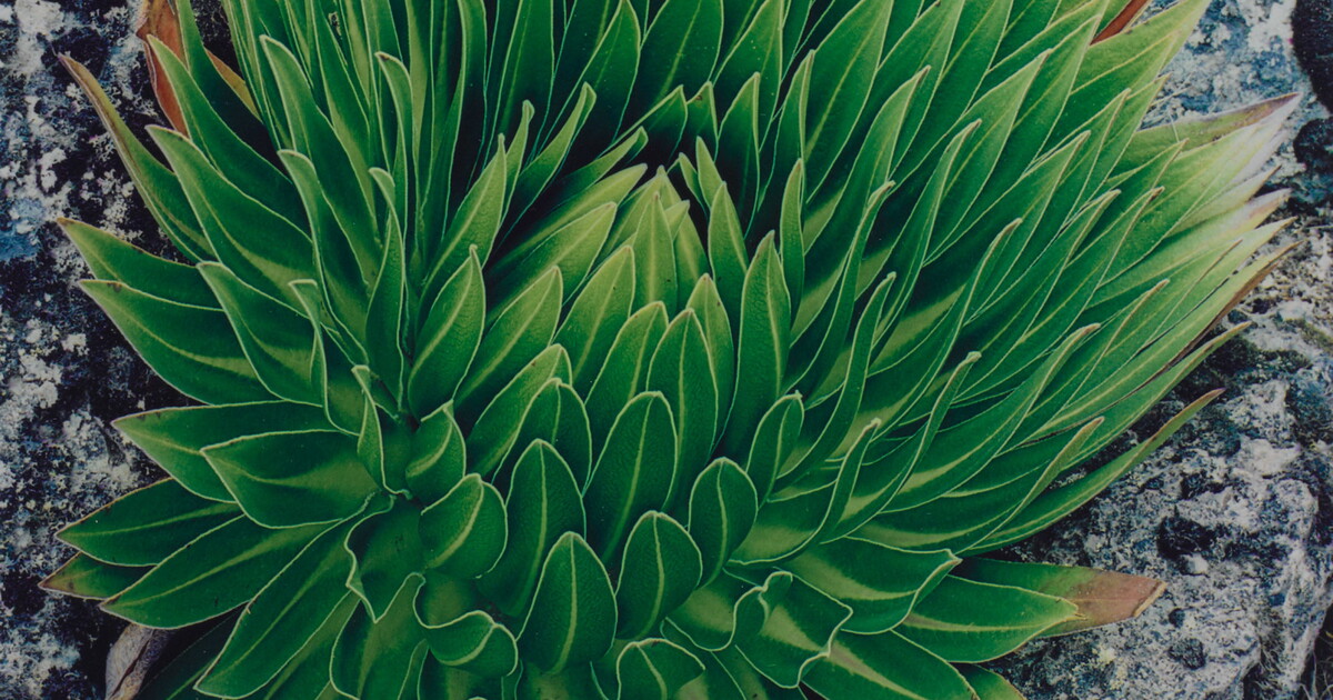 Giant Lobelia Seedling, Upper Teleki Valley, Mount Kenya, Africa ...