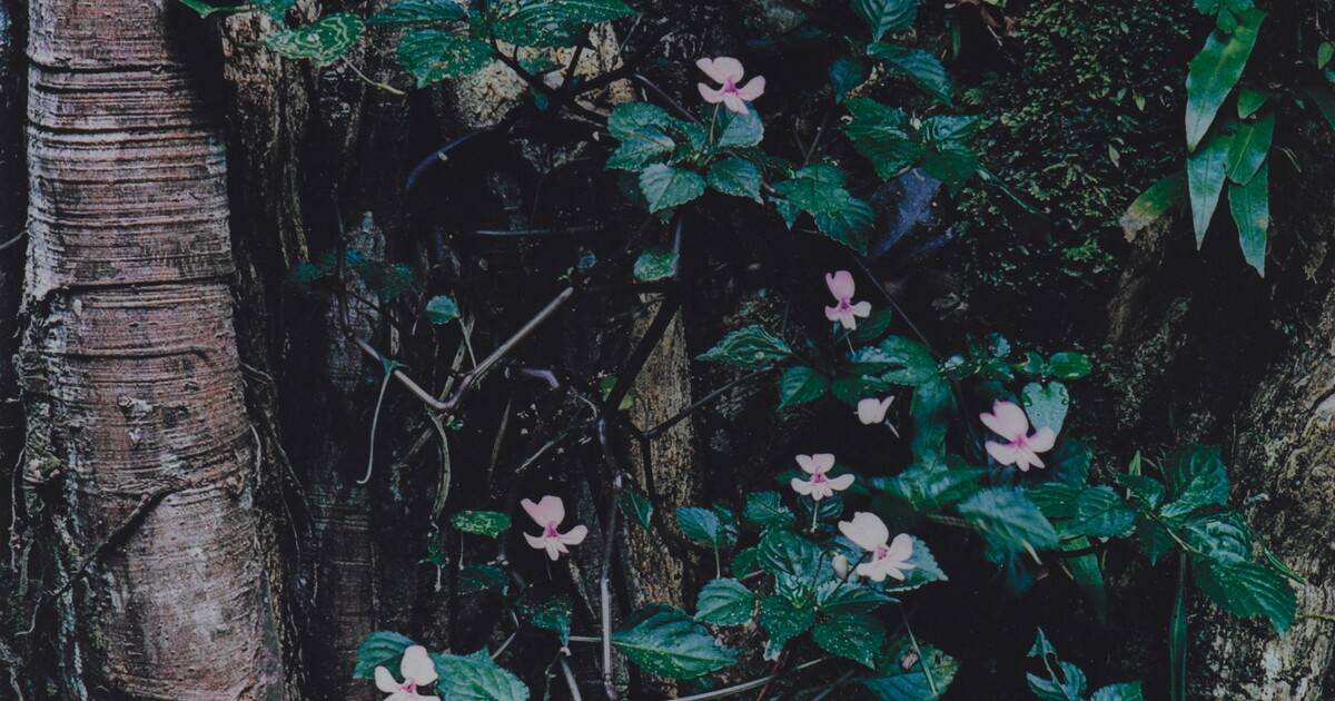 Balsam Flowers, Ngurdoto Crater, Arusha National Park, Tanzania, July 6 ...