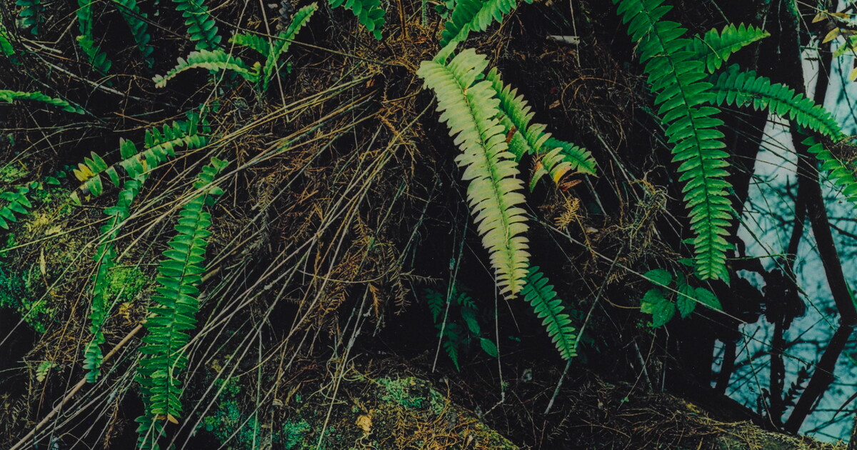 Christmas Ferns, Corkscrew Swamp, Florida, January 29, 1974 | Amon ...