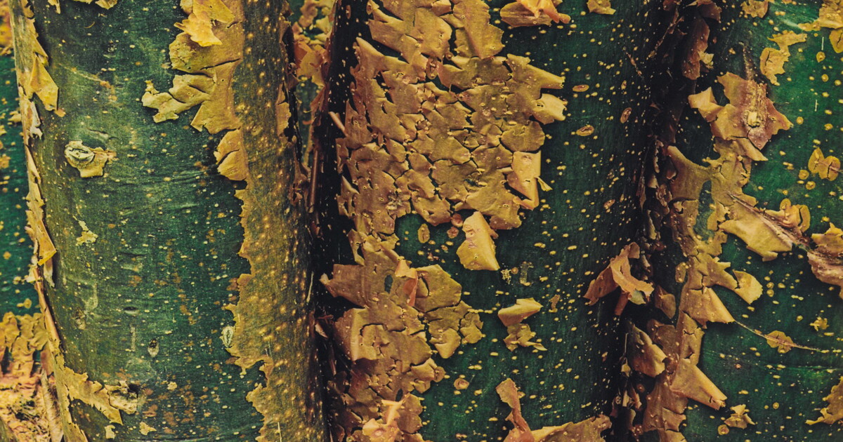 Gumbo Limbo Bark, Bear Lake Trail, Everglades National Park, Florida ...