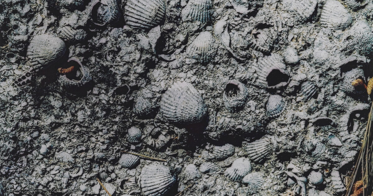Fossil Shells in Weathered Foundation Stones, Olympia, Greece, March 19 ...