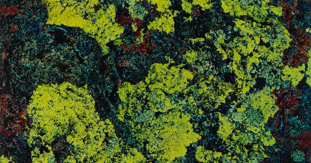 Lichen on Lava Boulder, Craters of the Moon [National Monument], Idaho ...