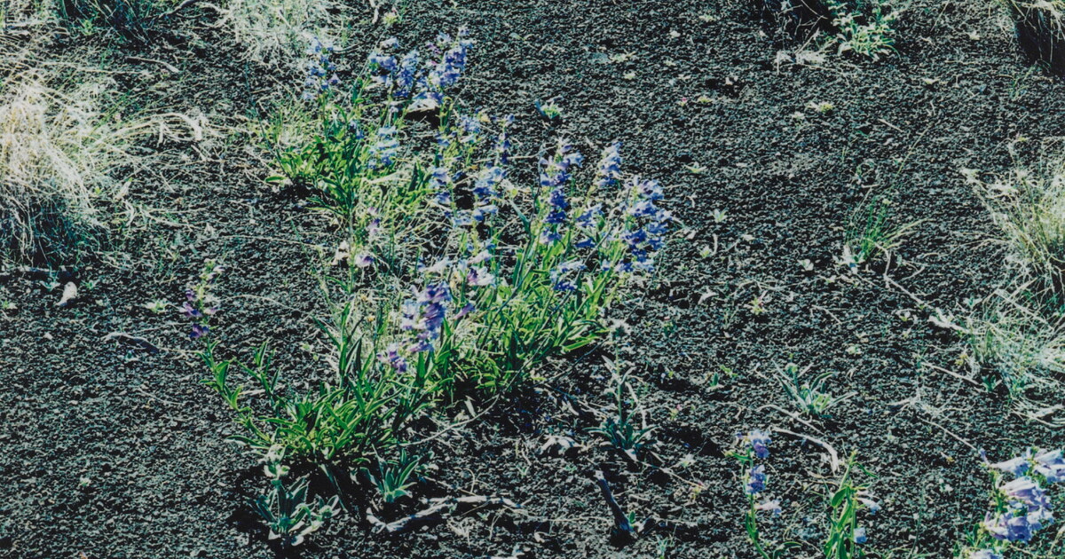 Blue Penstemon, Craters of the Moon [National Monument], Idaho, July 2 ...