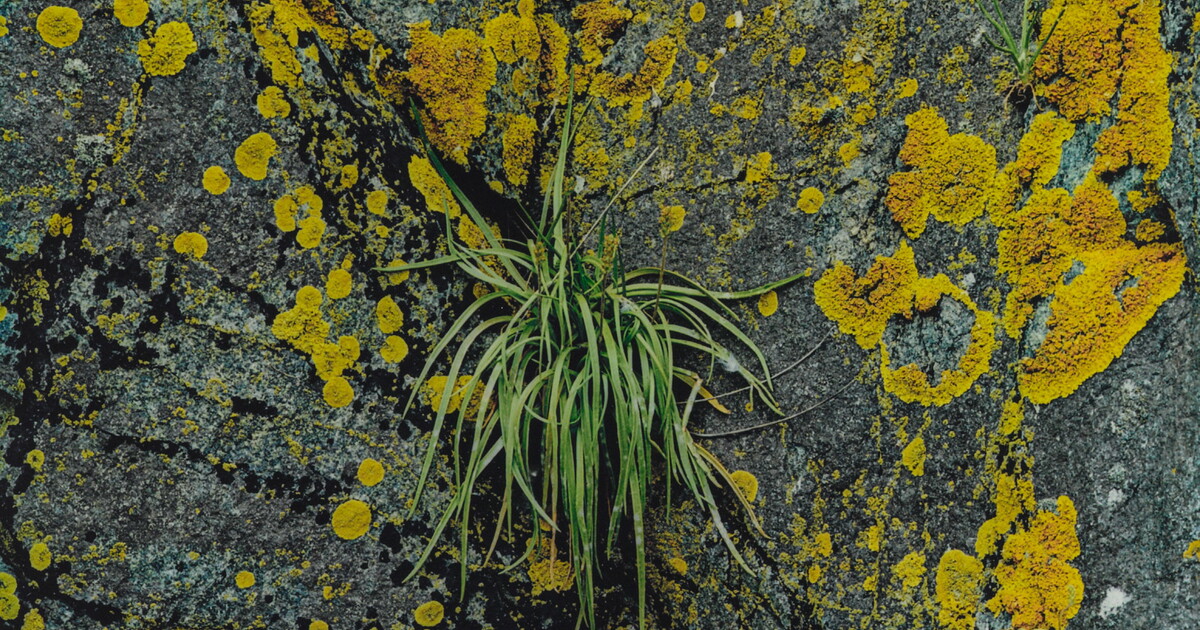 Lichen and Plantains, Hard Head Island, Maine, July 26, 1969 | Amon ...
