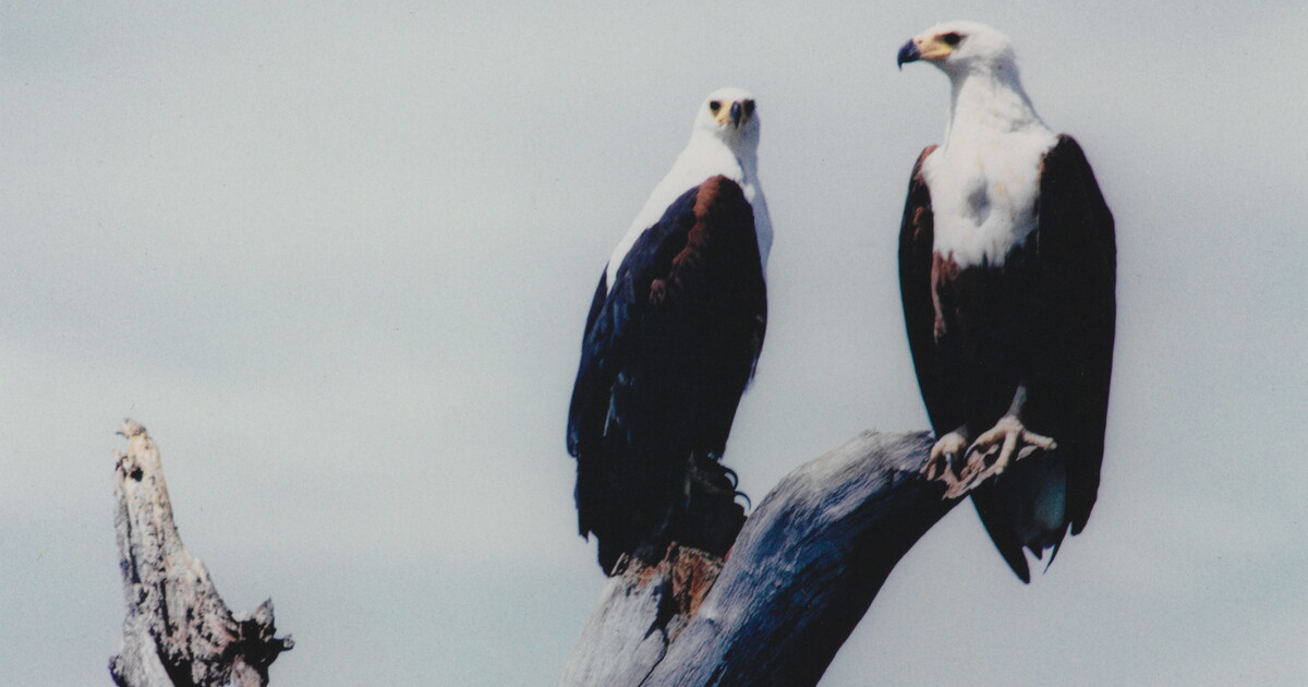 Fish Eagles, Murchison Park, Uganda, Africa, 1970 | Amon Carter Museum ...