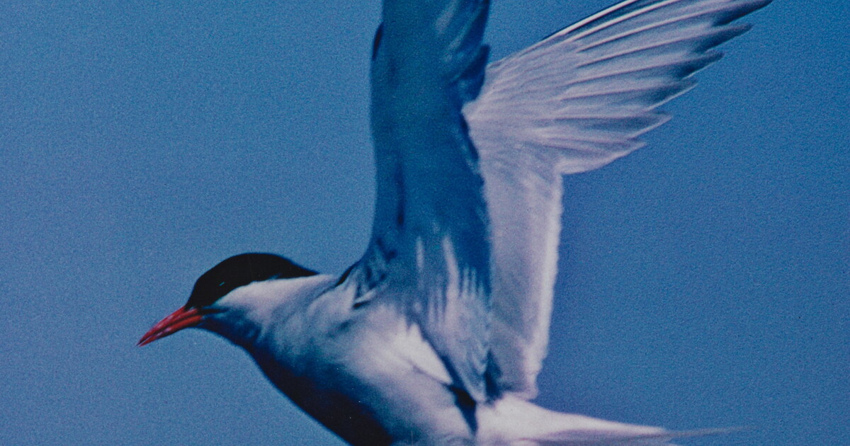 Antarctic Tern Ready to Fly, Joubin Island, Antarctica, January 1975 ...
