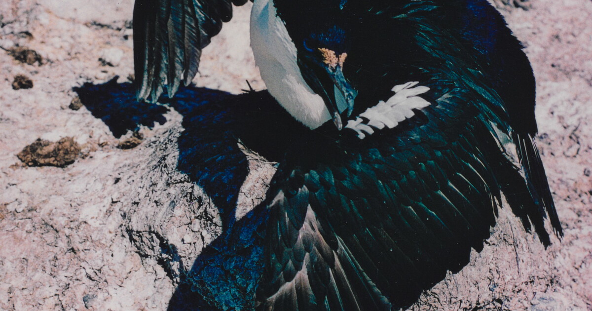 Cormorants Feeding Young, Joubin Island, Antarctica, January 1975 ...