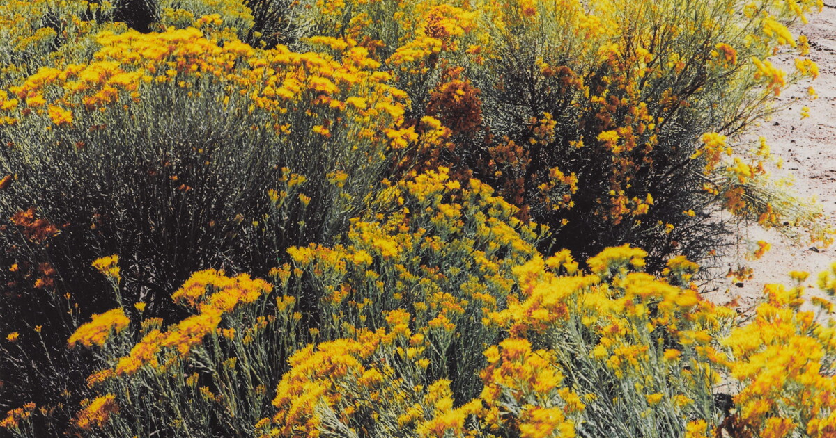 Rabbit Brush (Chamisa) in Arroyo, Tesuque, New Mexico, September 21 ...