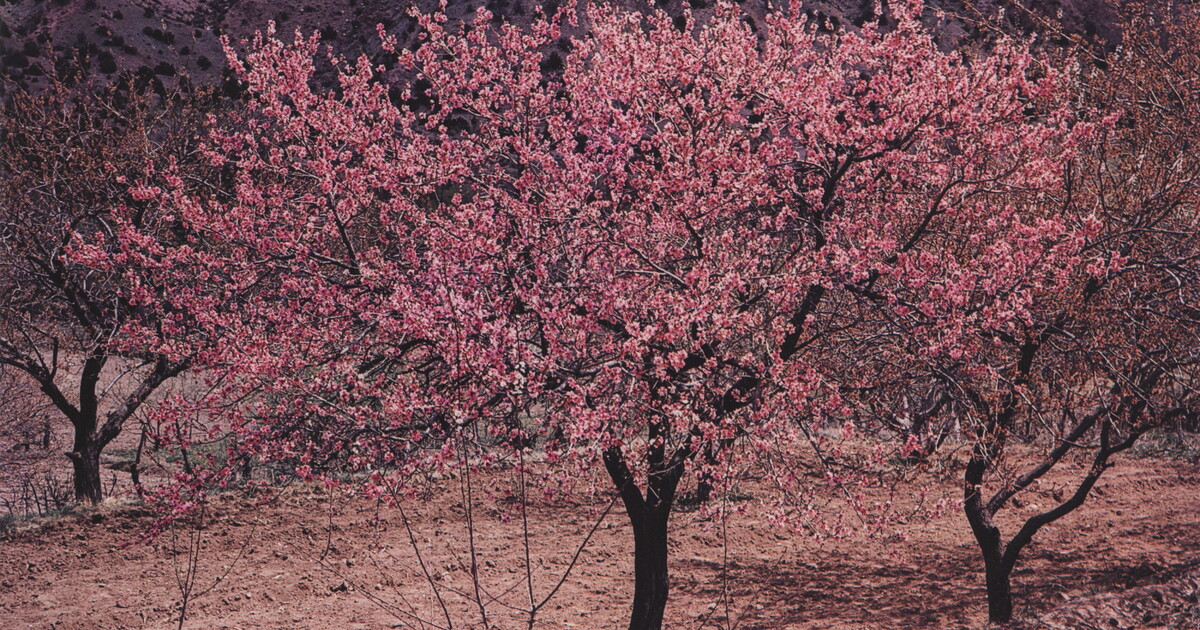 Peach Tree, Chimayo, New Mexico, April 12, 1960 | Amon Carter Museum of ...