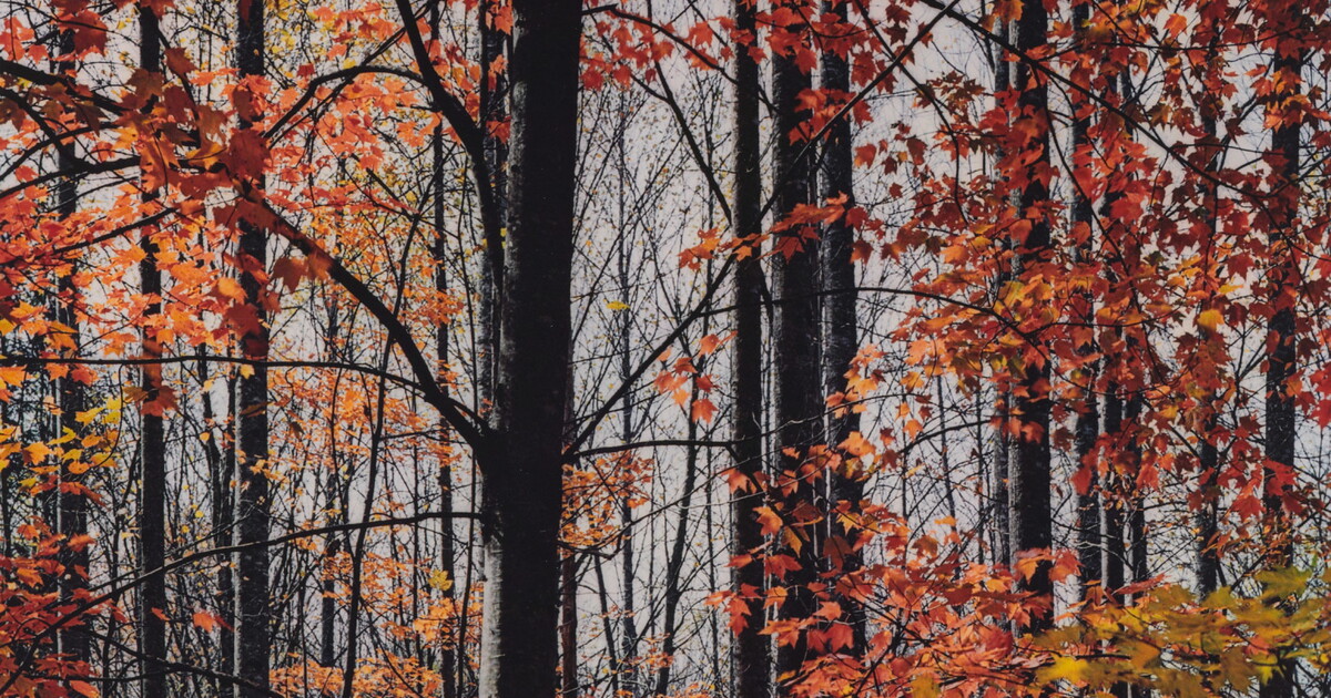 Red Maple in New Growth, Roaring Fork Loop Road, Great Smoky Mountains ...