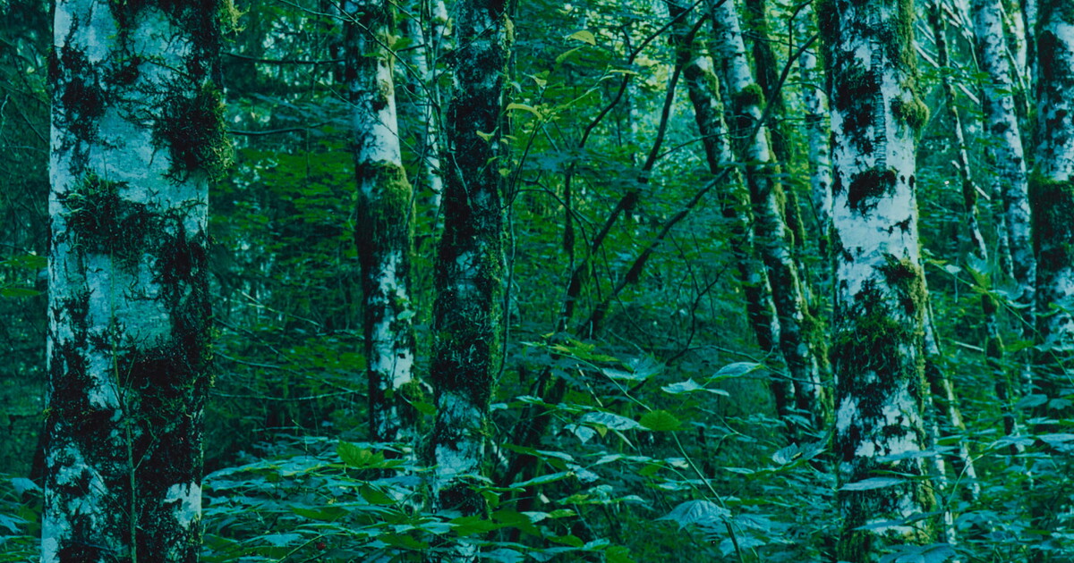 Red Alder, Hoh Rain Forest, Olympic Peninsula, Washington, July 24 ...