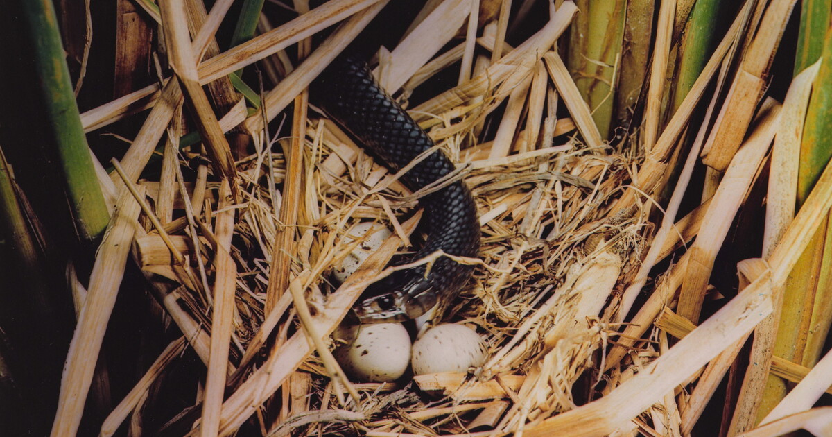 snake eggs florida