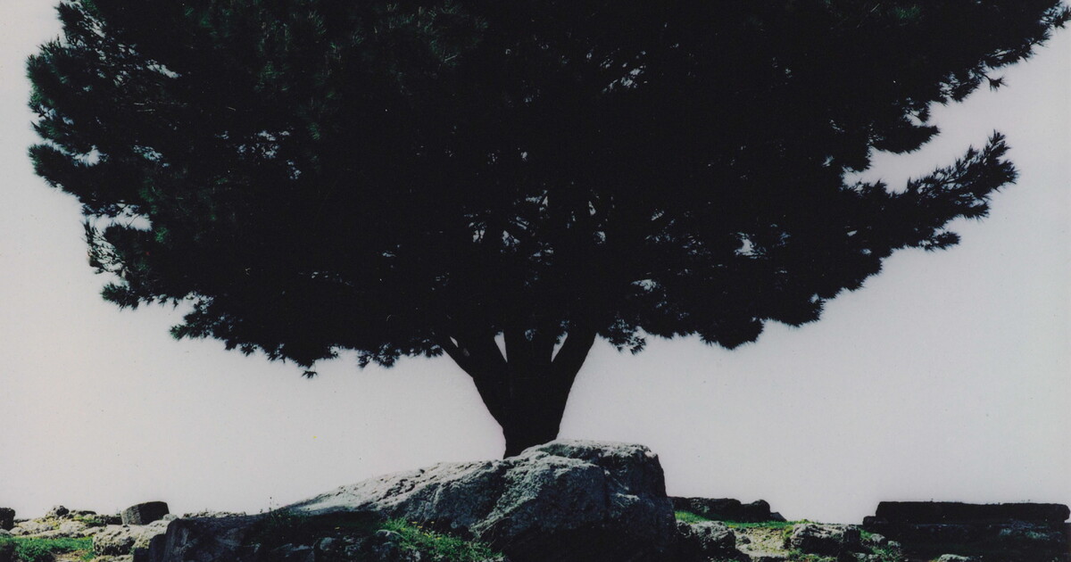 Pine Tree on Altar of Zeus, Pergamon, Turkey, April 2, 1971 | Amon ...