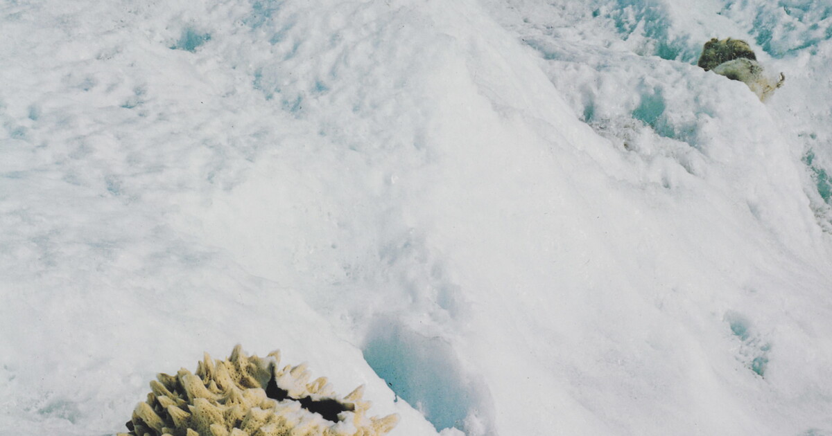 Sponge Raised by Anchor Ice, Black Island, McMurdo Sound, Antarctica ...