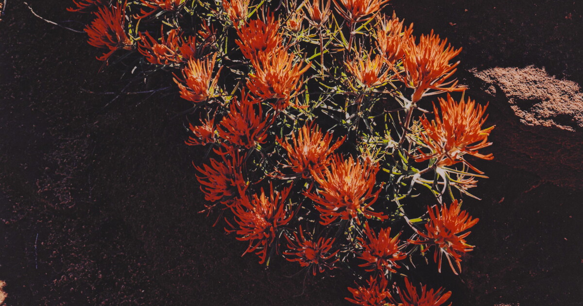 Indian Paintbrush, Zion National Park, Utah, May 9, 1969 | Amon Carter ...