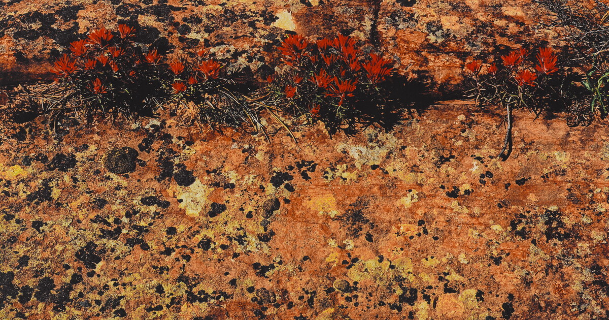 Indian Paintbrush with Lichen, Zion National Park, Utah, May 9, 1969 ...