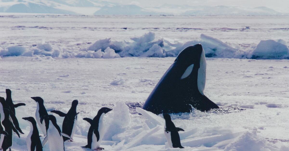 penguin escapes killer whales
