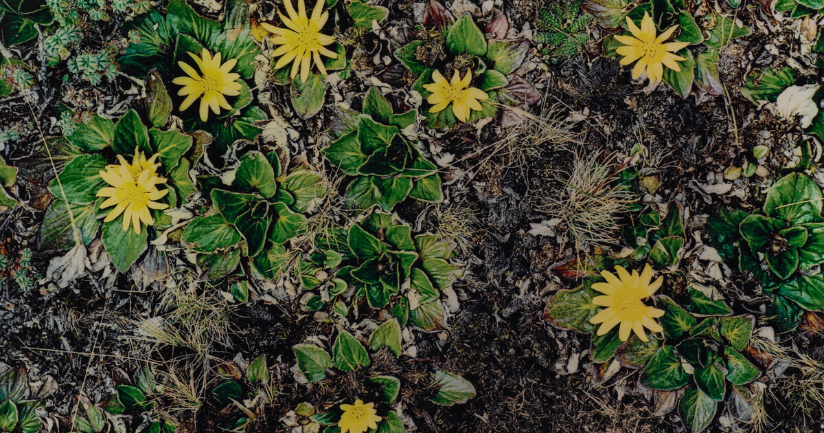 Yellow Alpine Flower, Teleki Ridge, Mount Kenya, Kenya, February 12 ...