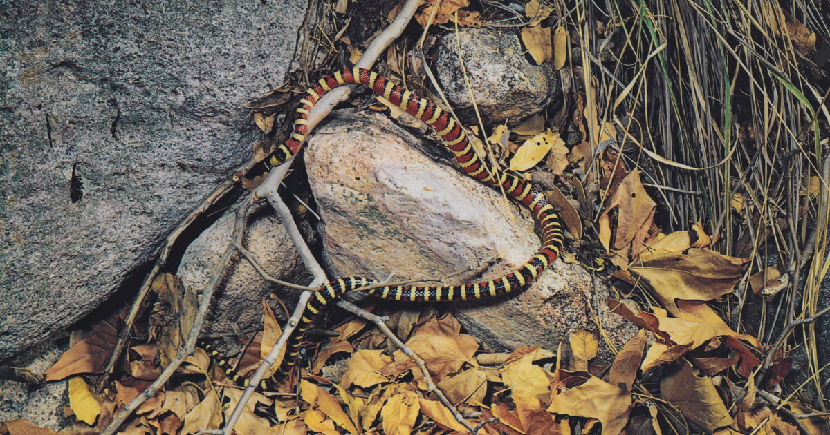 King Snake, Arizona, 1959 | Amon Carter Museum of American Art