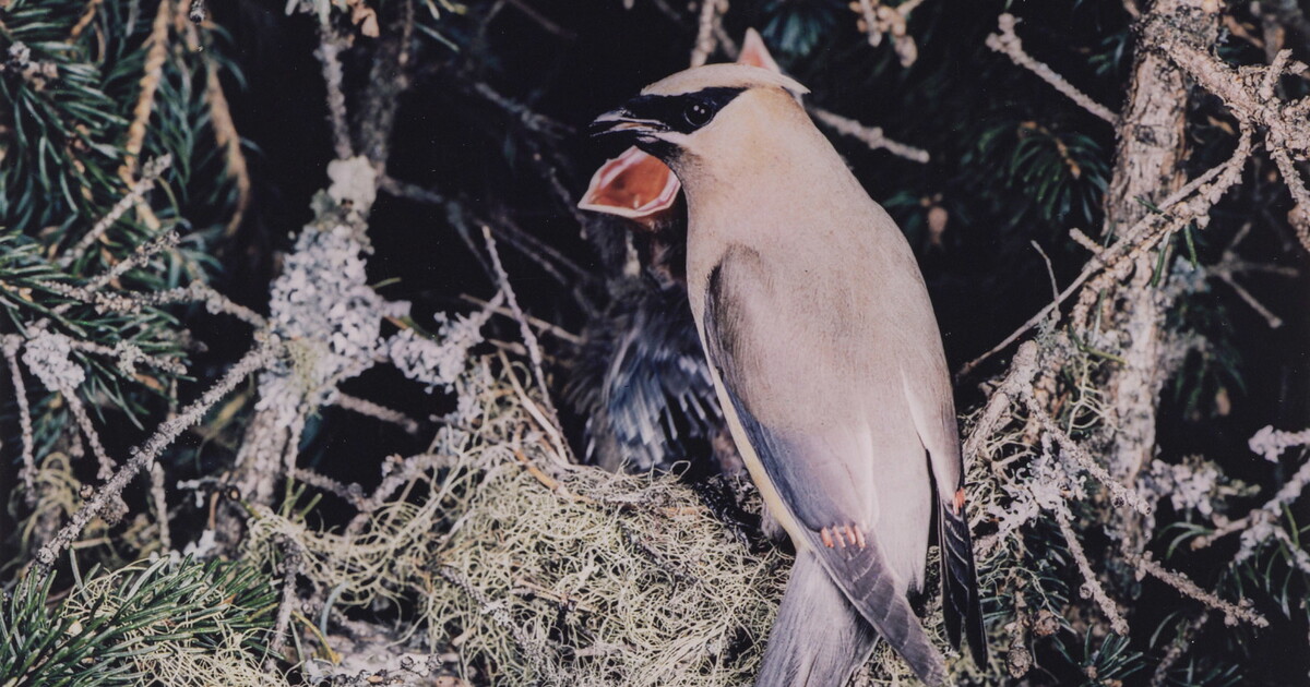 Cedar Waxwing, Great Spruce Head Island, Maine, July 1940 | Amon Carter ...