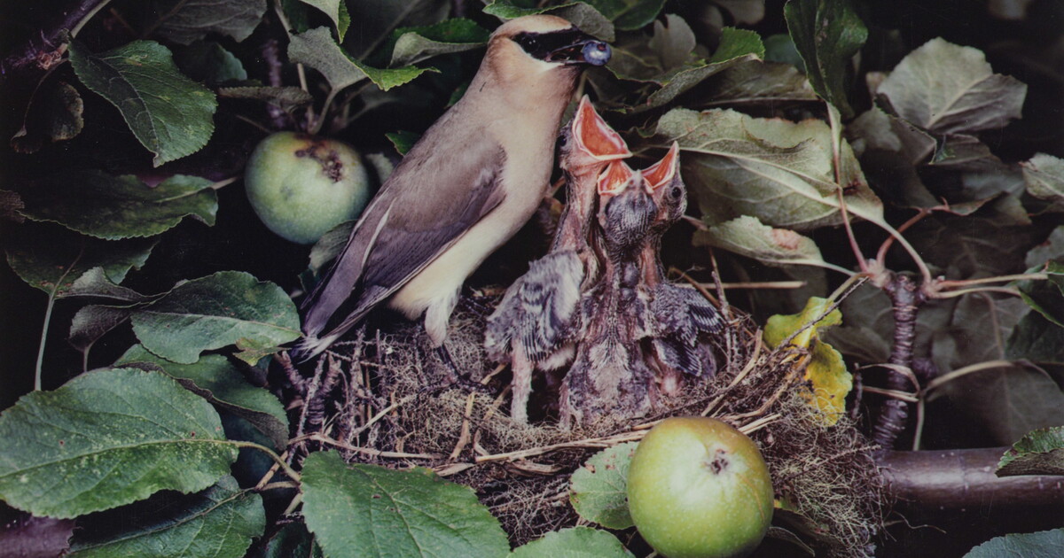 Cedar Waxwing, Great Spruce Head Island, Maine, August 1, 1945 | Amon ...