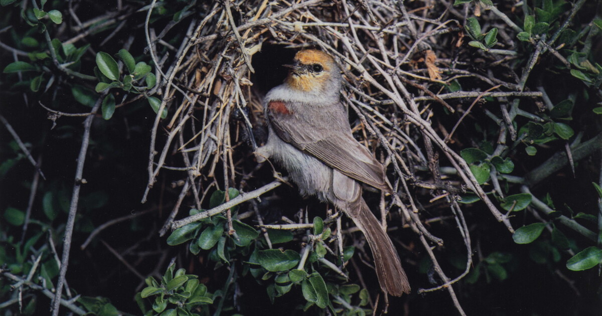 Verdin, Female, Saguaro National Monument, Tucson, Arizona, April 29 ...