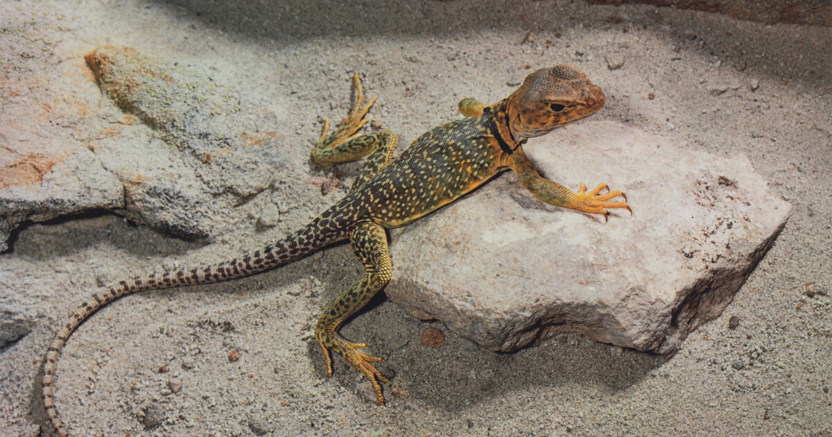 Collared Lizard, from Monument Valley, Utah, 1953 | Amon Carter Museum ...